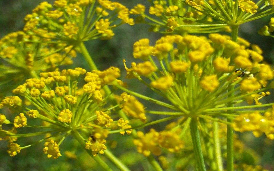 Cientistas descobrem potencial tratamento antiviral